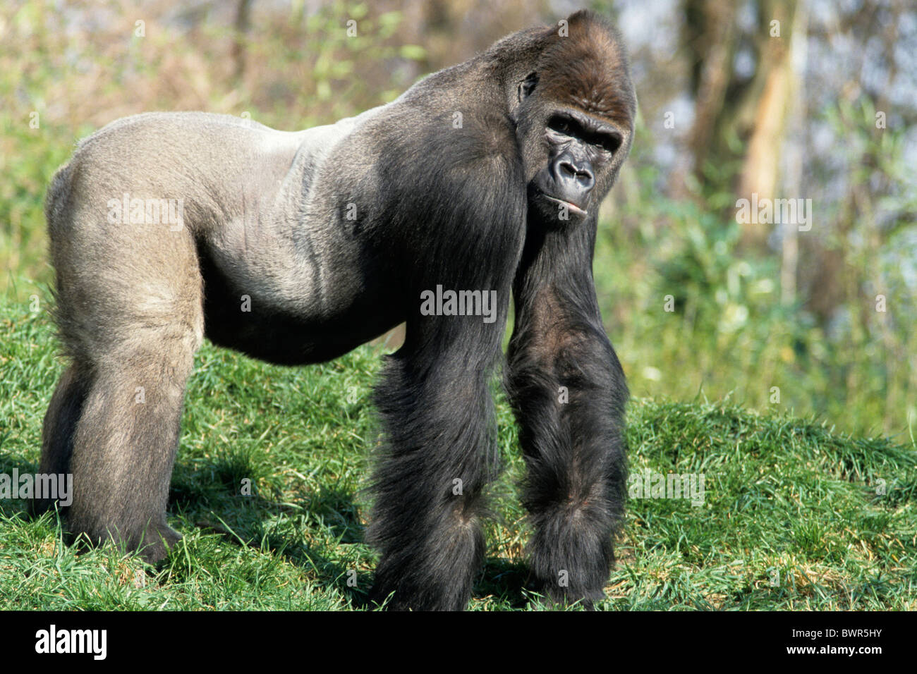 Western Gorilla Silverback male animal ape Stock Photo - Alamy
