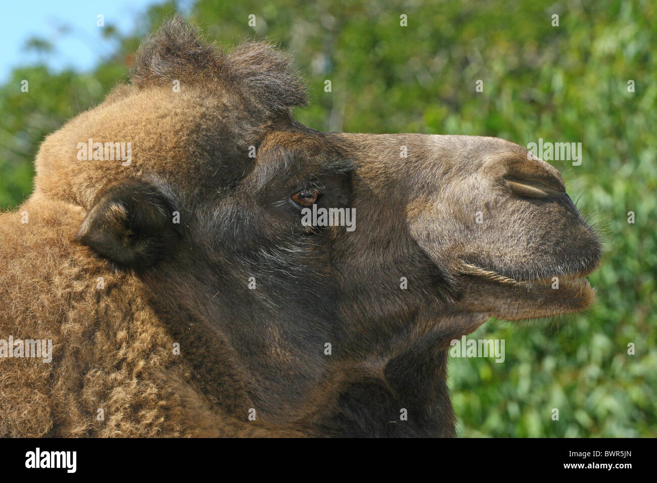 Camel nose hi-res stock photography and images - Alamy