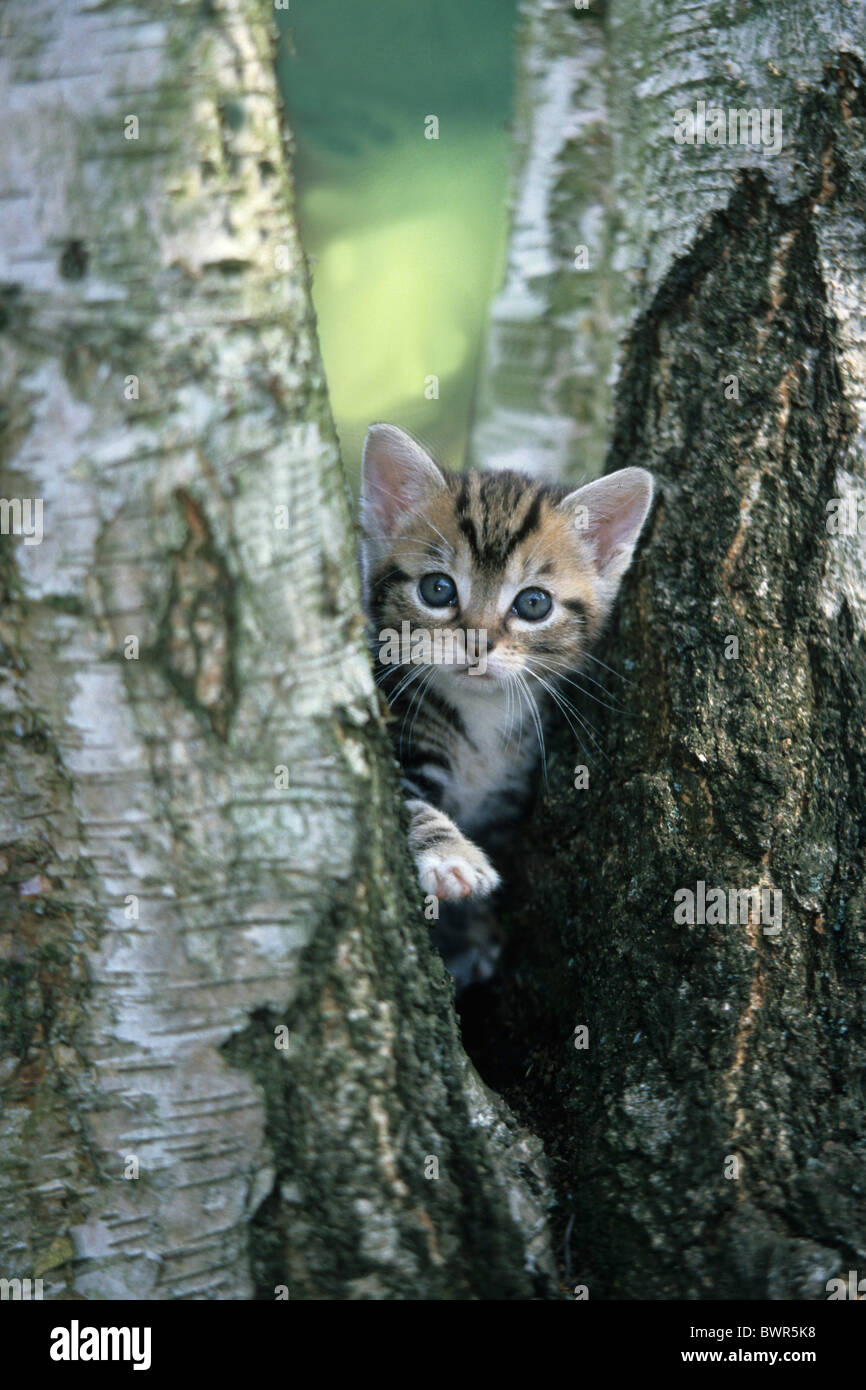 Tabby cat kitten kitty young cat trunk tree Stock Photo - Alamy
