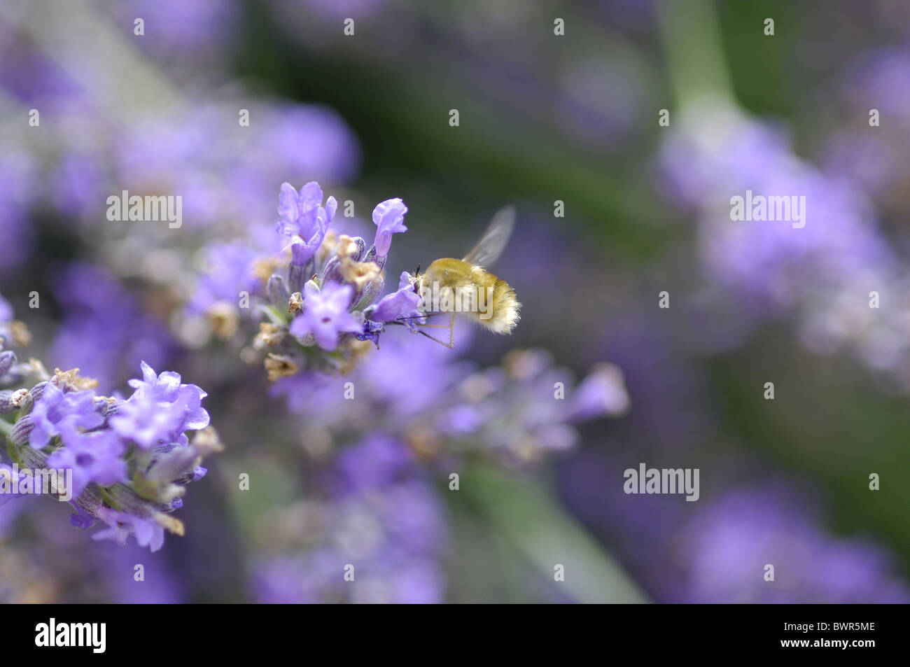 Large Bee-fly (Bombylius major) gathering nectar on flower of Lavender ...