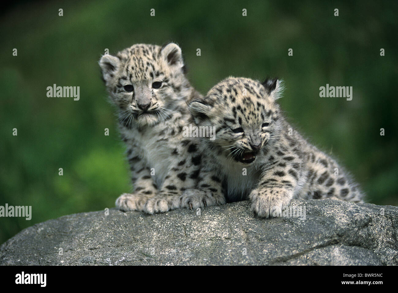 Snow leopard Uncia uncia two young animals offspring kitten Stock Photo ...