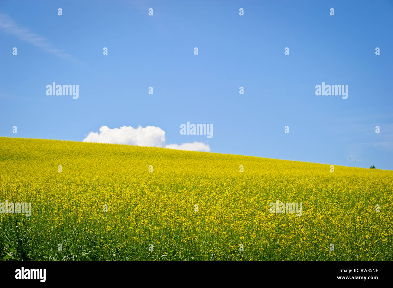 Mustard field hi-res stock photography and images - Alamy