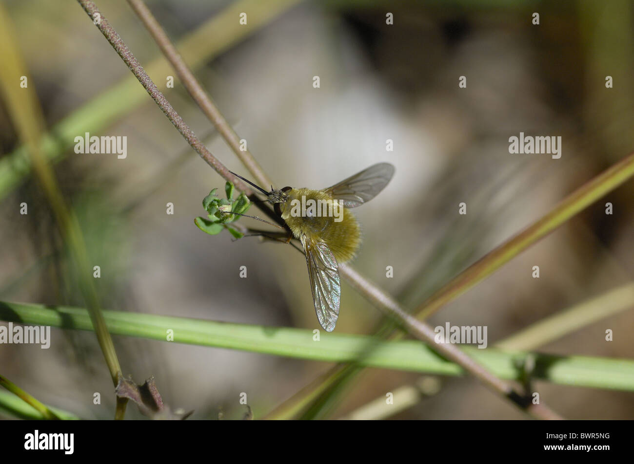 Large Bee-fly (Bombylius major) resting on a stem - Vaucluse - Provence ...