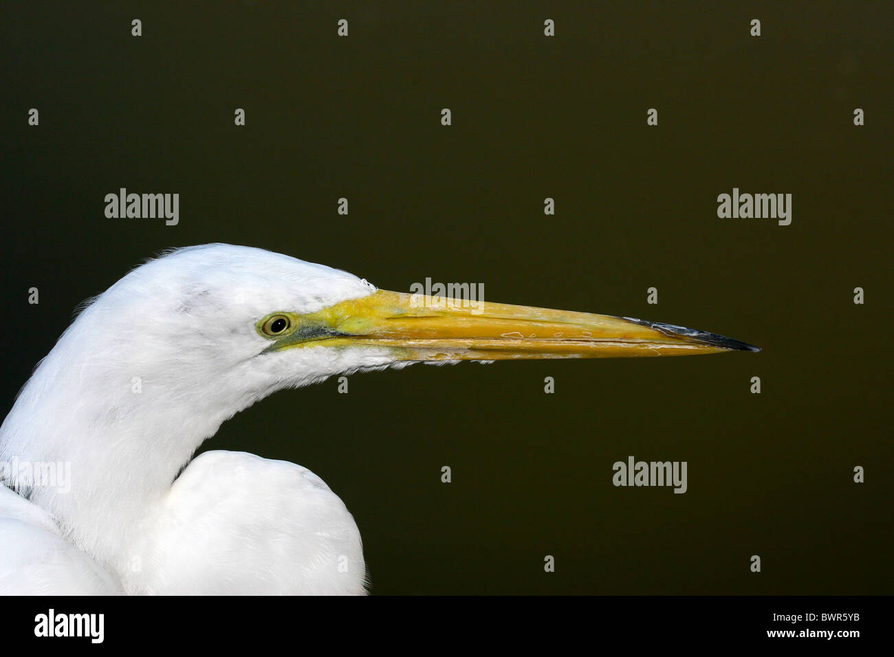 Lonely great egret hi-res stock photography and images - Alamy