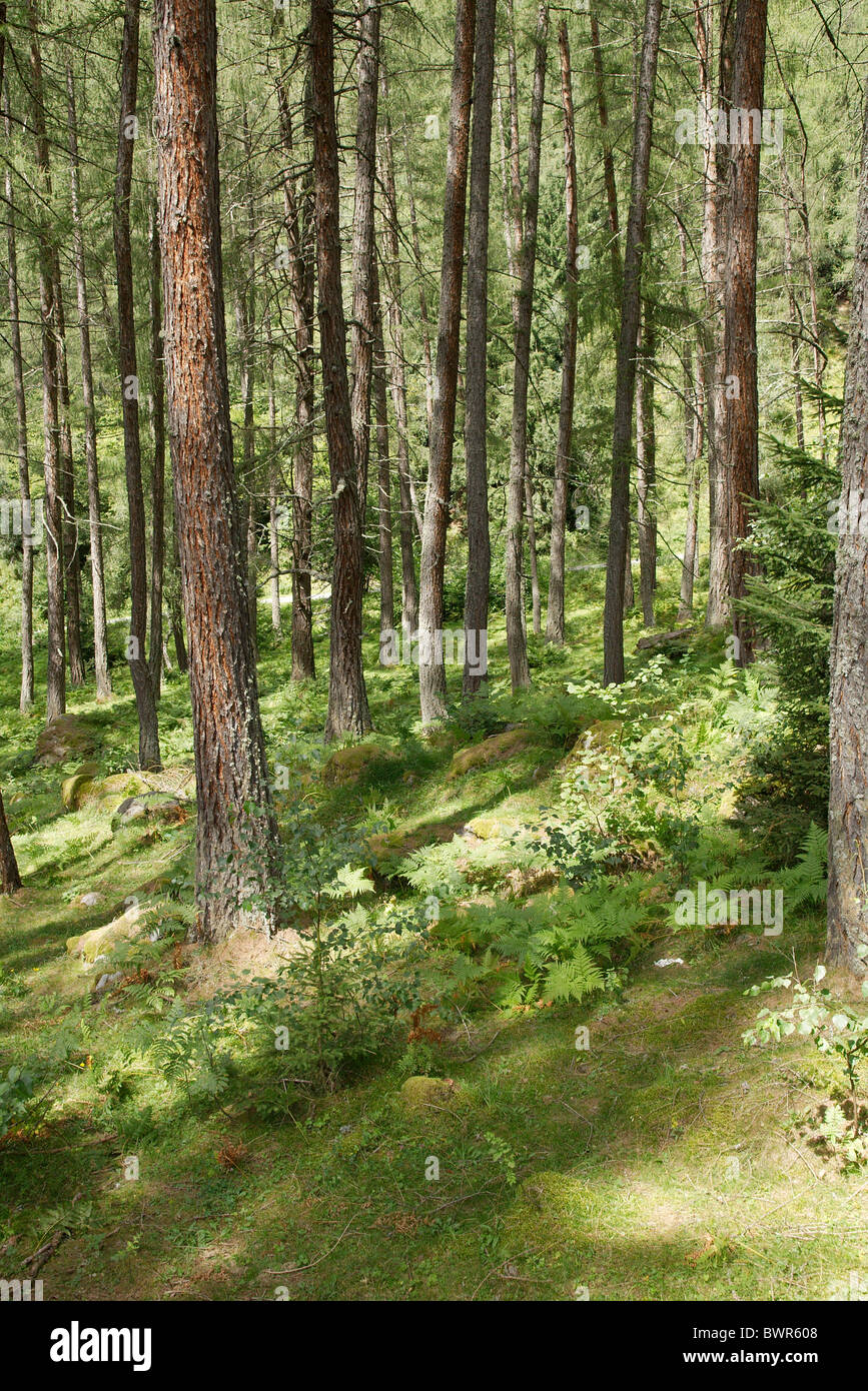 Forest with pine trees Stock Photo - Alamy