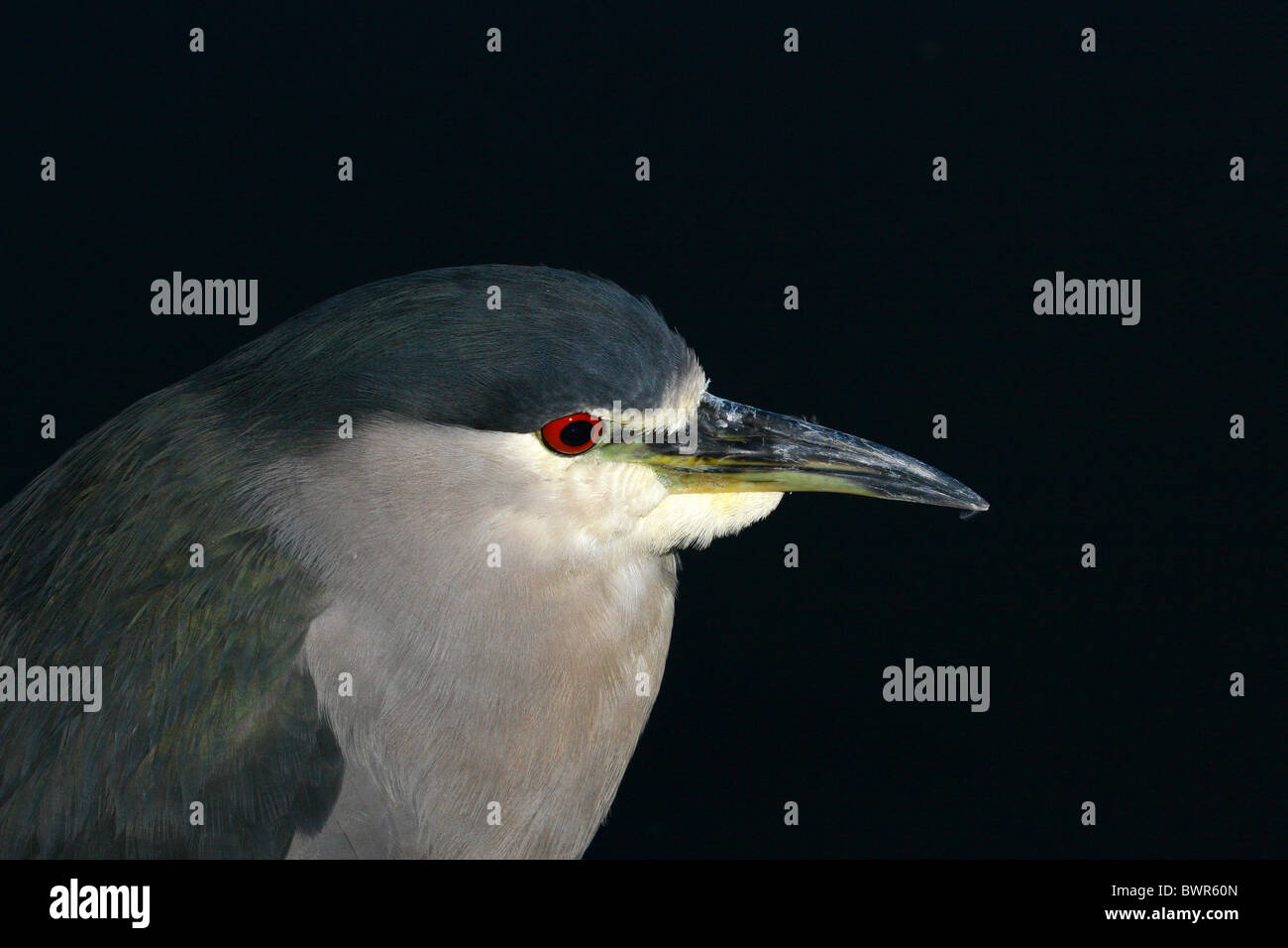 Bird sanctuary. Black-crowned Night Heron, Nycticorax nycticorax Stock ...
