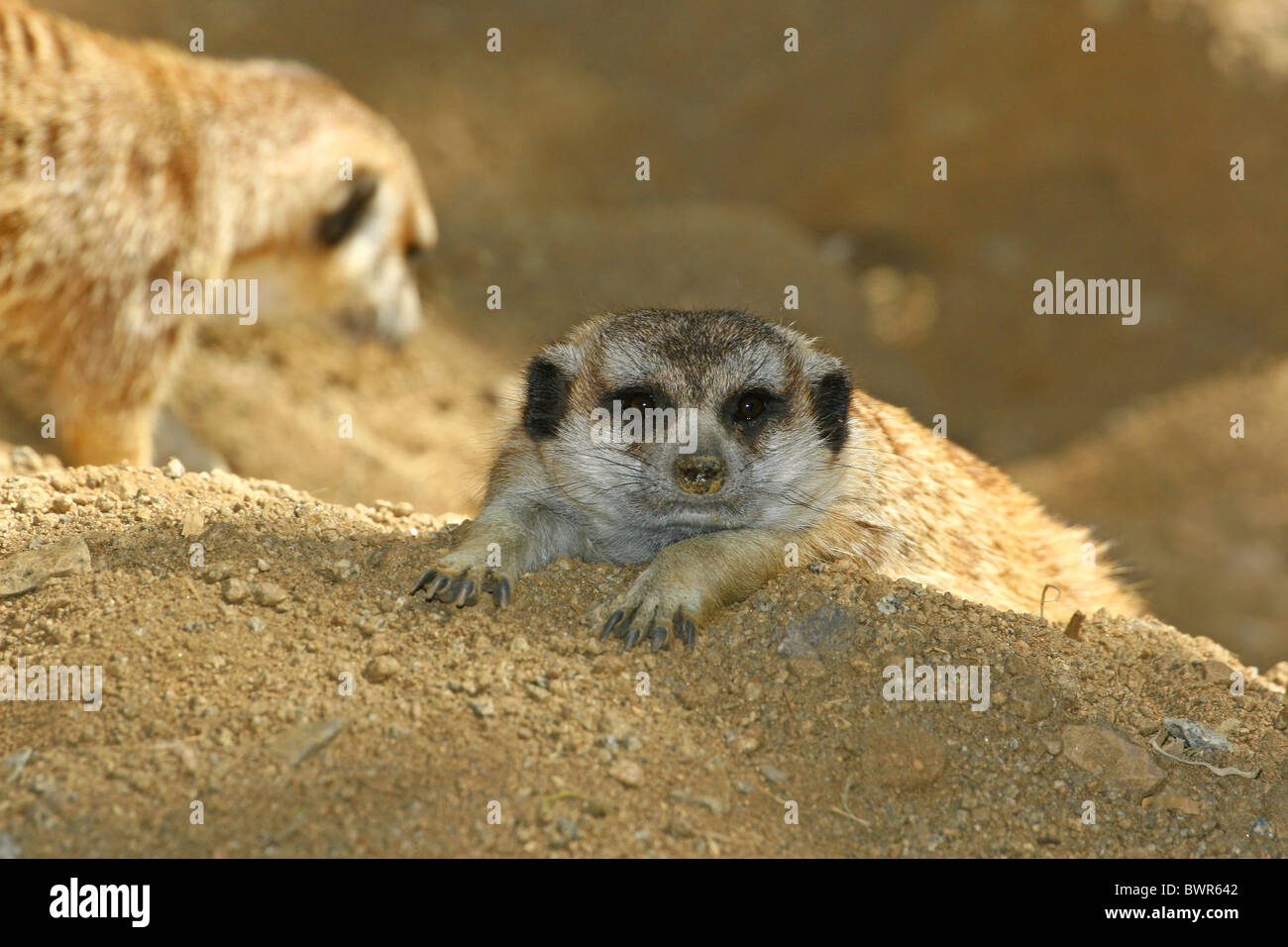 In captivity. Meerkat (disambiguation Stock Photo - Alamy