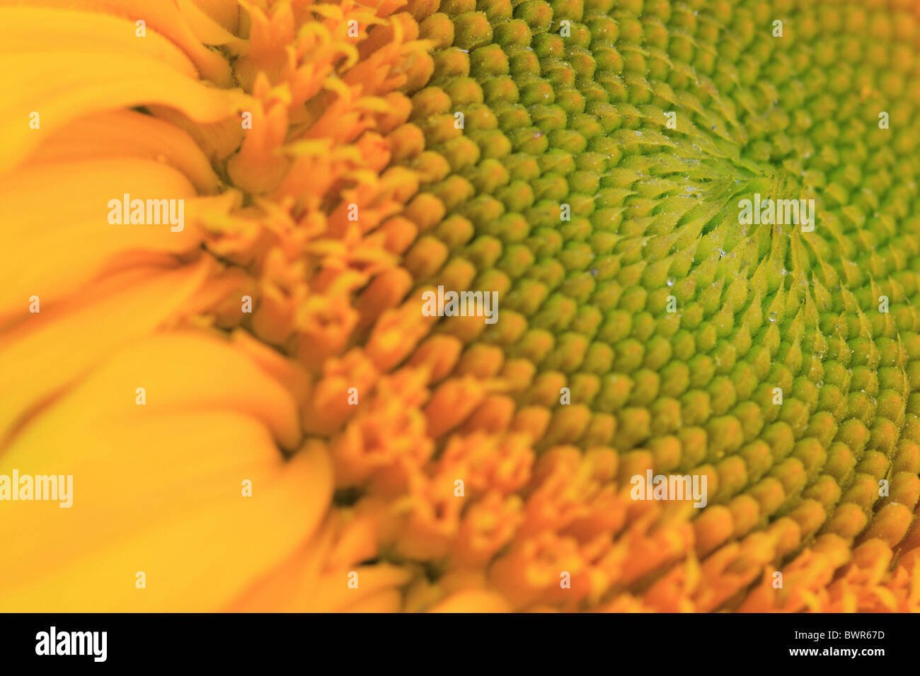 Switzerland Europe Helianthus annuus Sunflower sun flower summer detail ...
