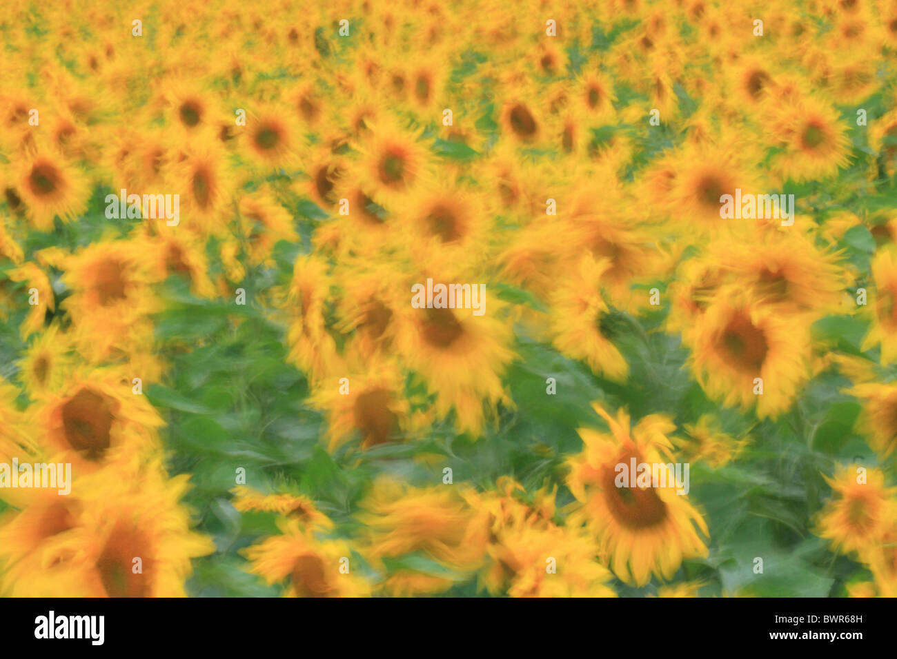 Switzerland Europe Helianthus annuus Sunflower sunflowers sun flower ...