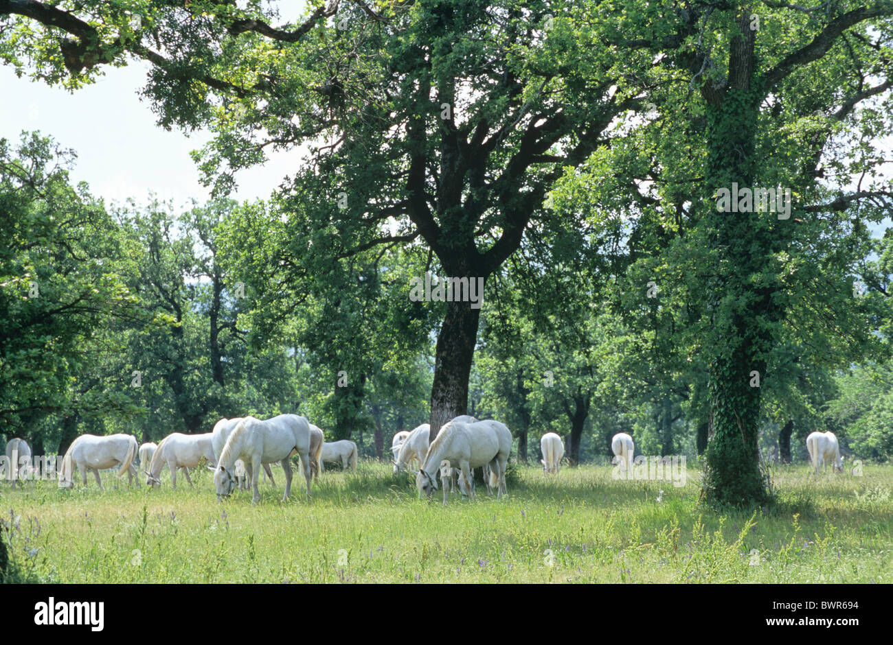 Lipizzaner horses hi-res stock photography and images - Alamy