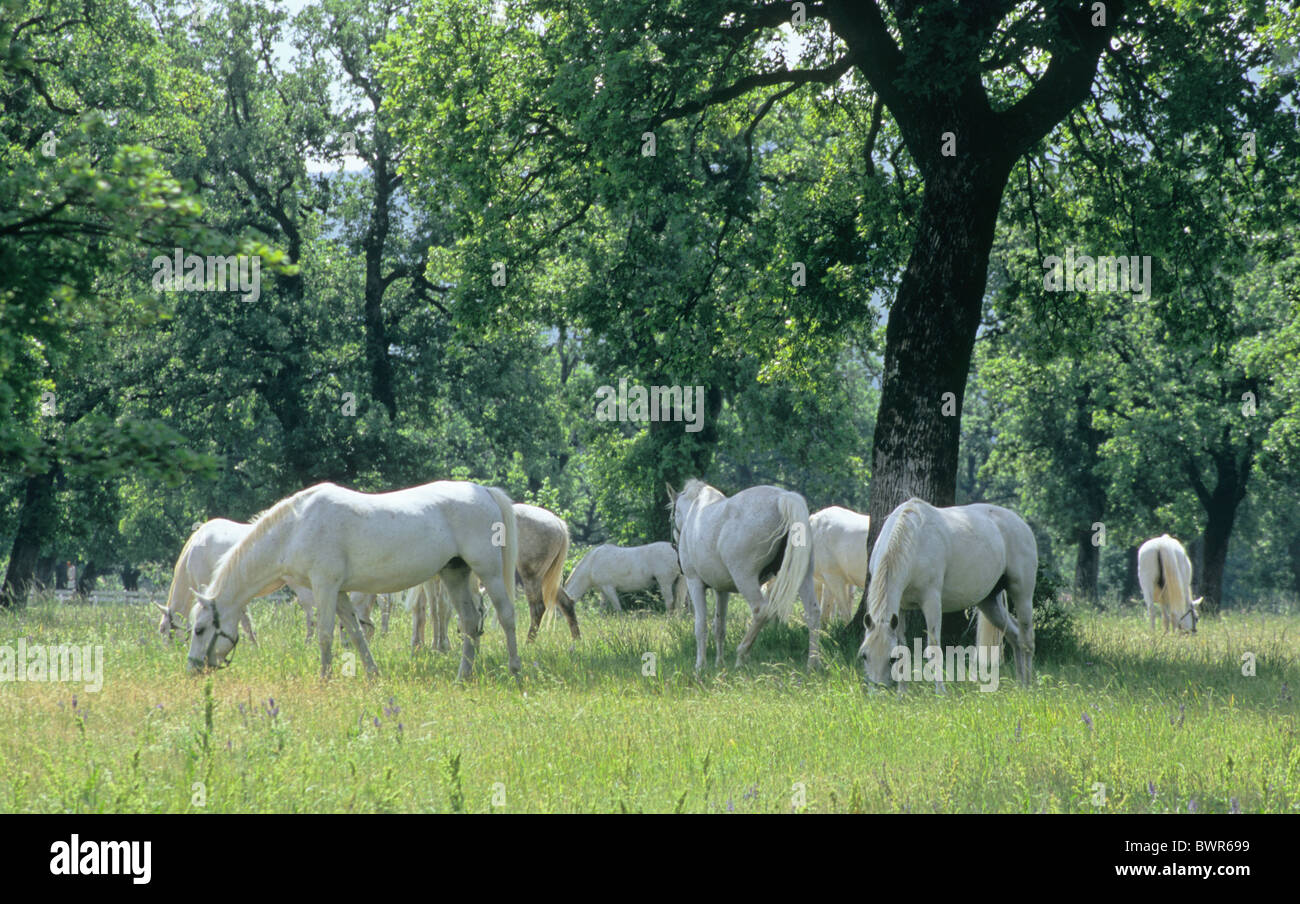 Slovenia Lipizzaner horses Lipica village town Sezana horse stud-farm ...