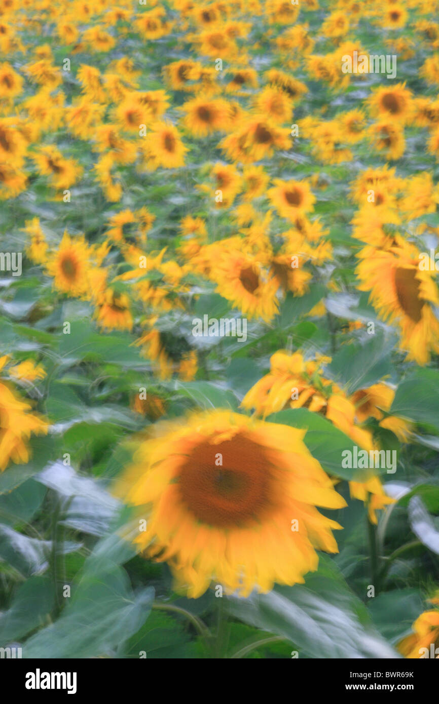 Switzerland Europe Helianthus annuus Sunflower sunflowers sun flower ...