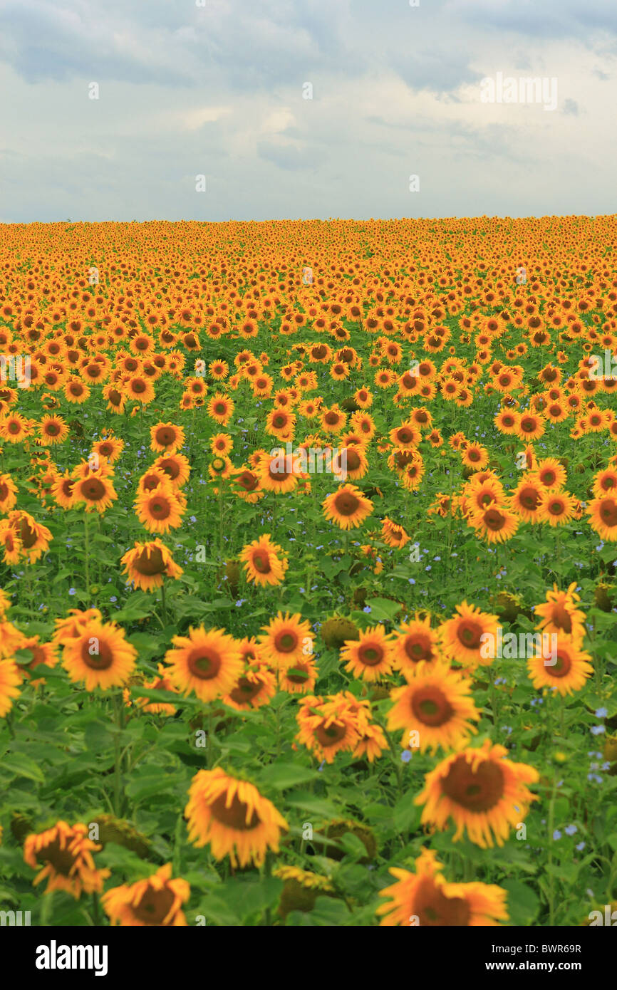 Switzerland Europe Helianthus annuus Sunflower sunflowers sun flower ...