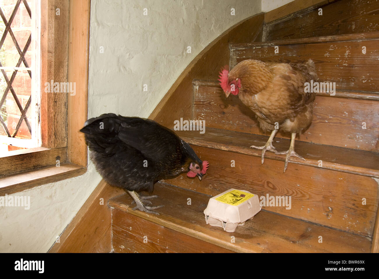 pet chickens in owners house Stock Photo - Alamy