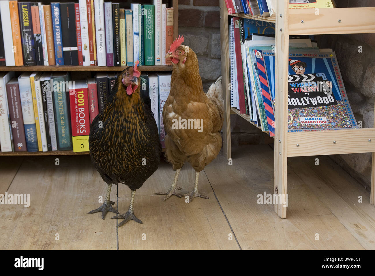 two pet chickens in owners house Stock Photo - Alamy