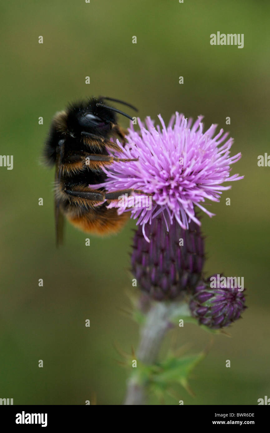Insect thistle hi-res stock photography and images - Alamy