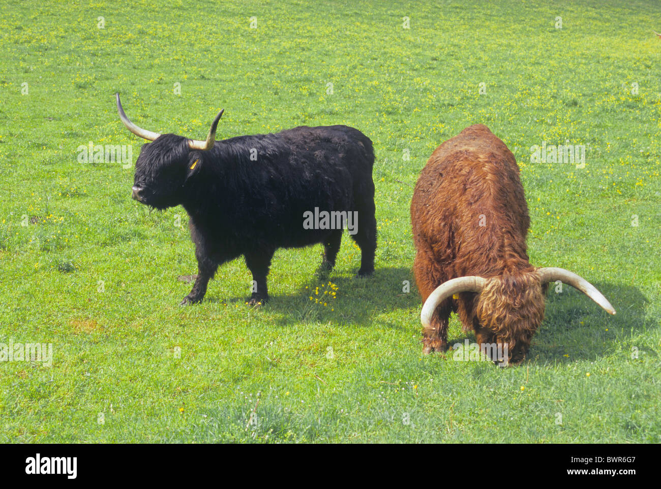 Scottish breed of cattle hi-res stock photography and images - Alamy