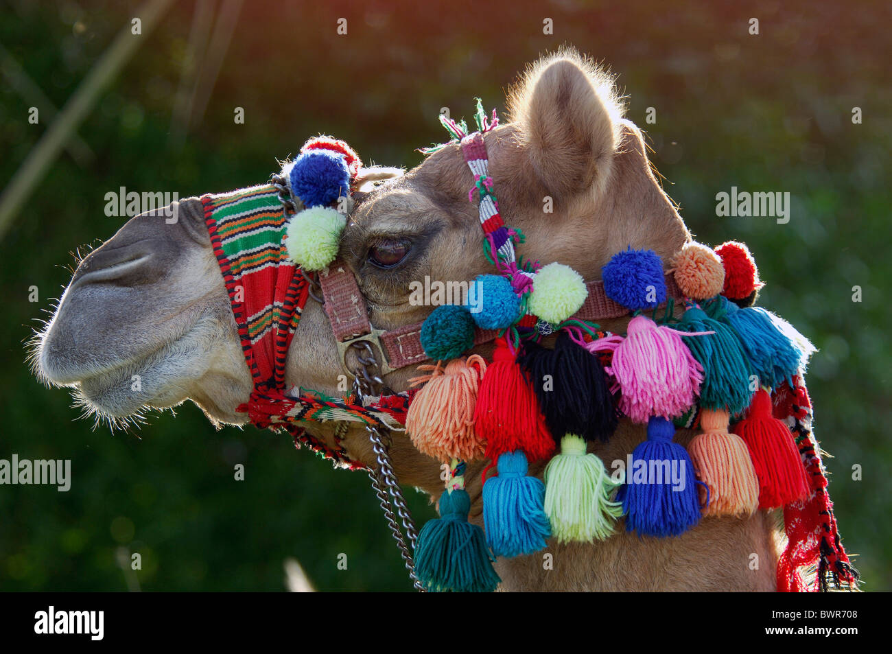 Ritz Carlton Hotel Bahrain High Resolution Stock Photography and Images ...