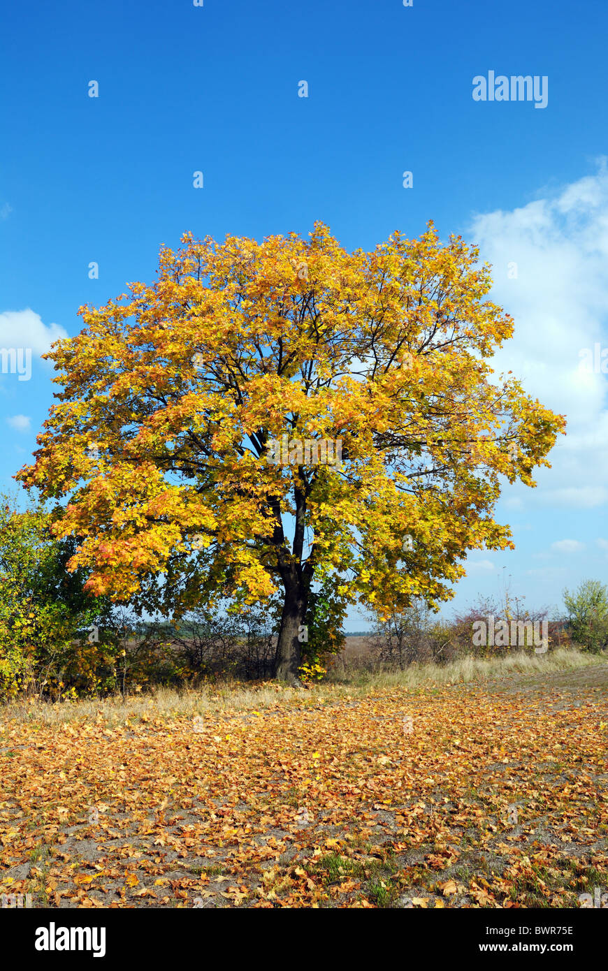 Autumn tree, Ukraine, Eastern Europe Stock Photo - Alamy