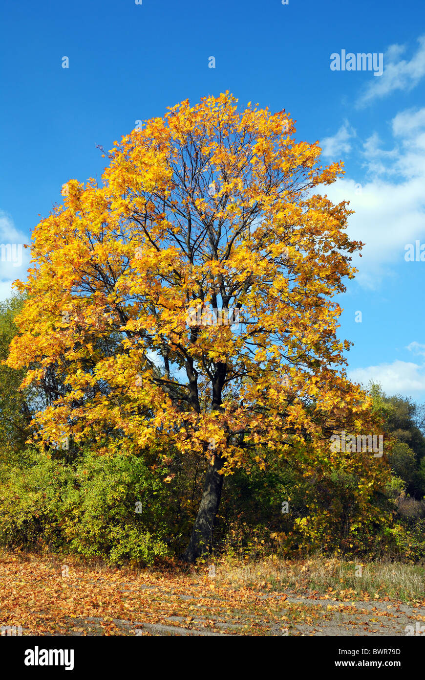 Ukraine colour hi-res stock photography and images - Alamy