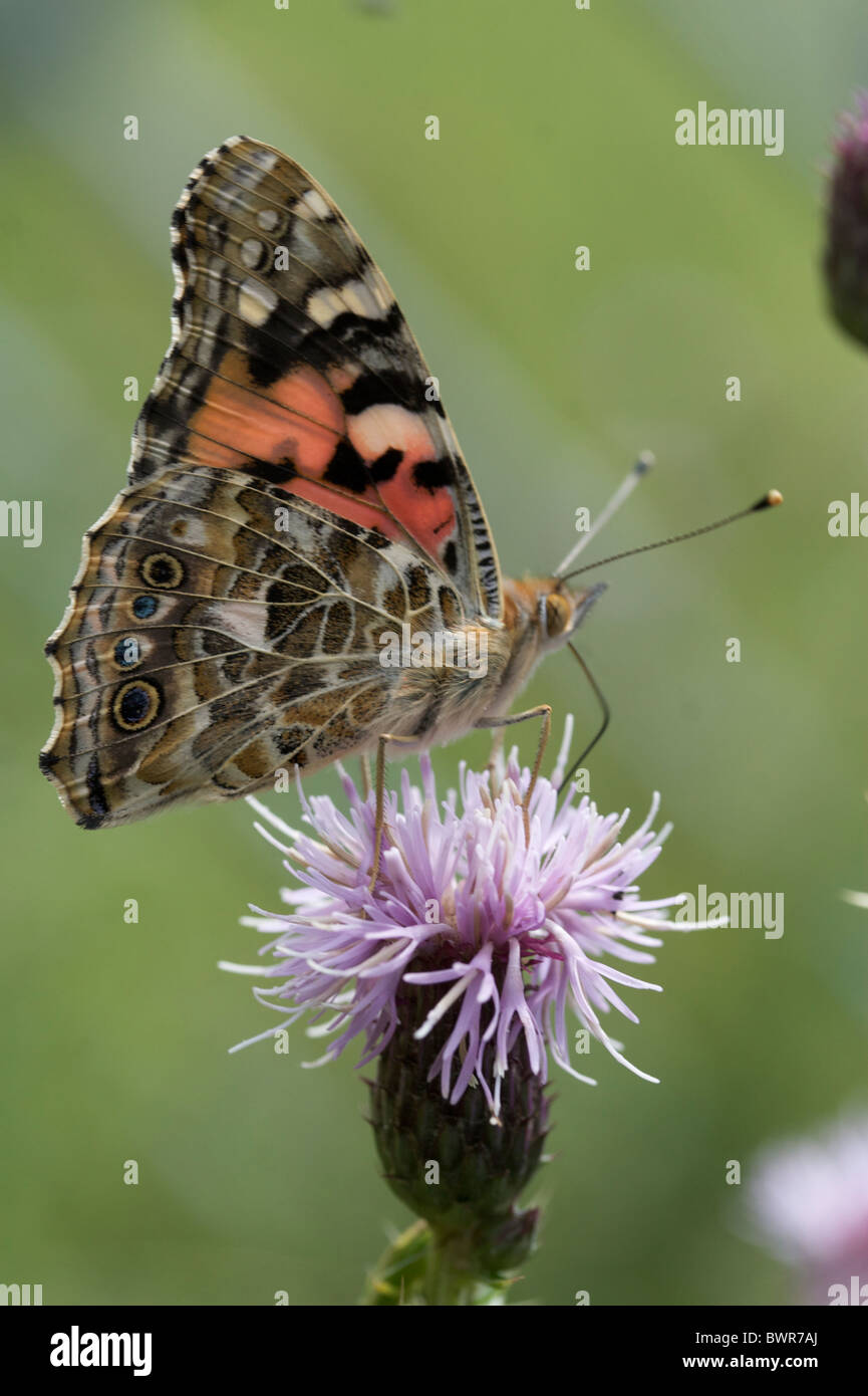 Painted lady butterfly hi-res stock photography and images - Alamy