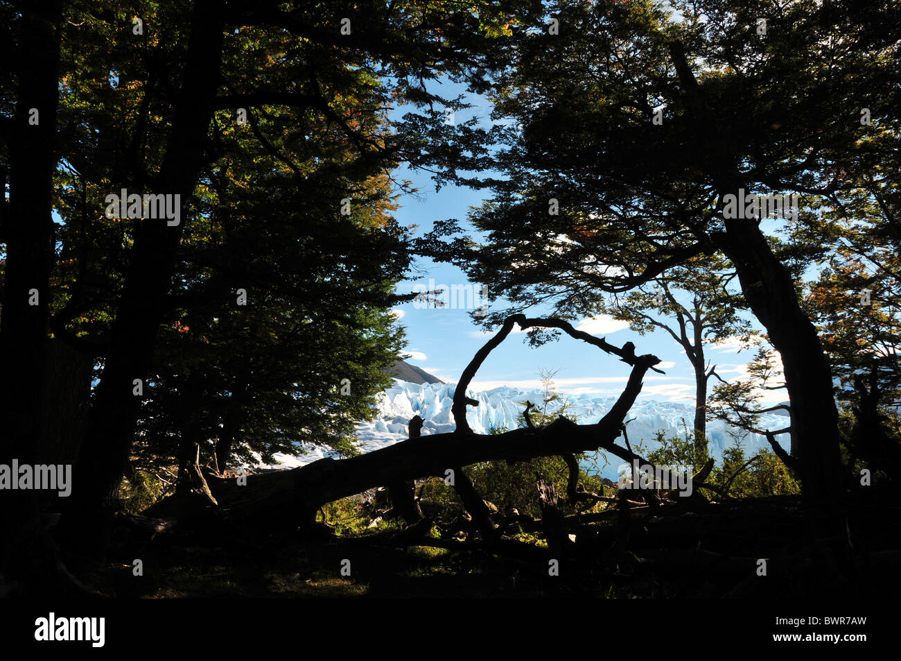 Silhouette of fallen tree in a woodland glade in lenga beech forest ...