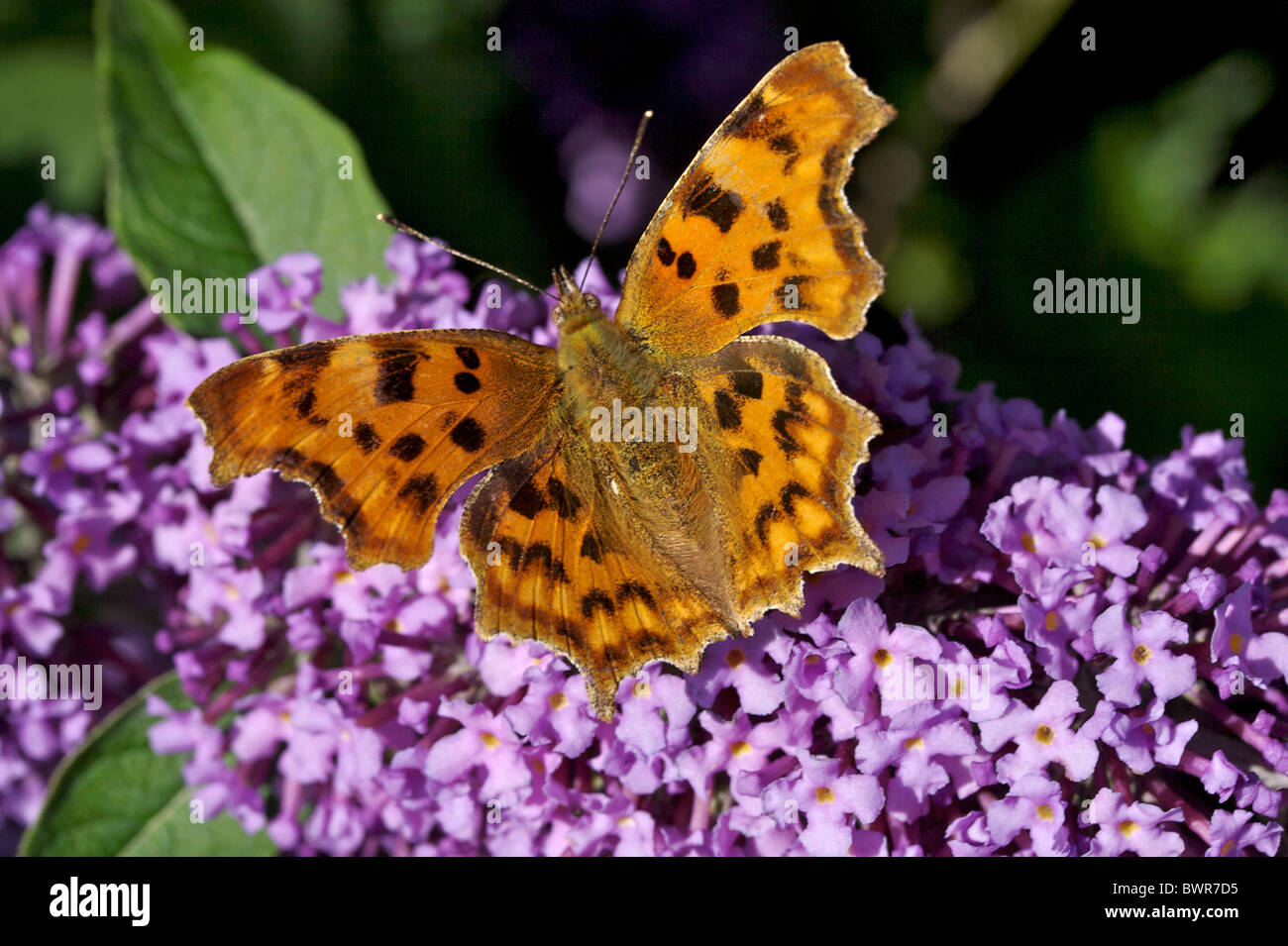 Comma shape hi-res stock photography and images - Alamy