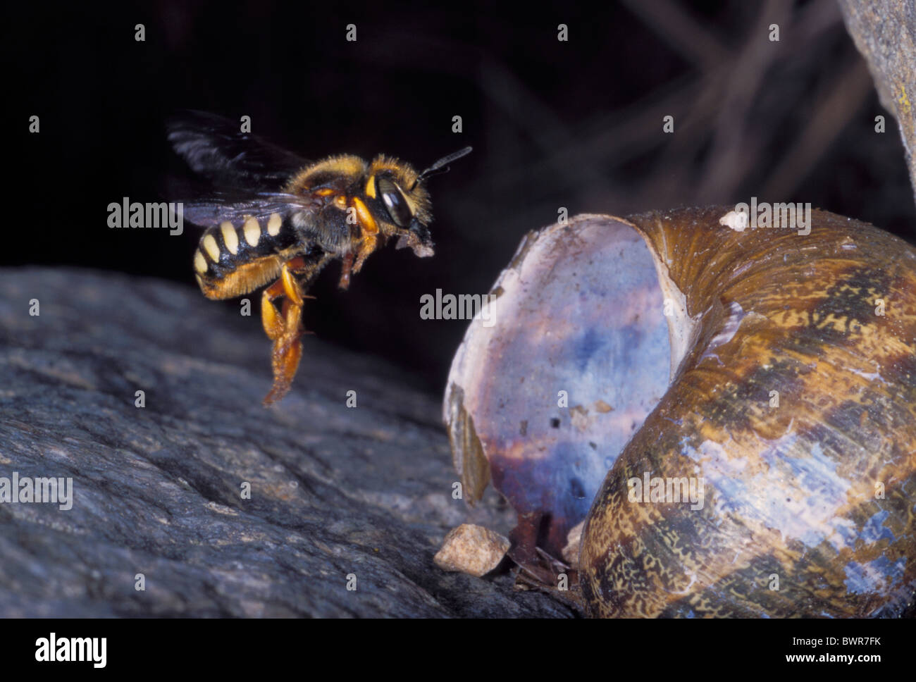 Bee (Anthidium sp.) in flight with resin in mouth building its nest in ...