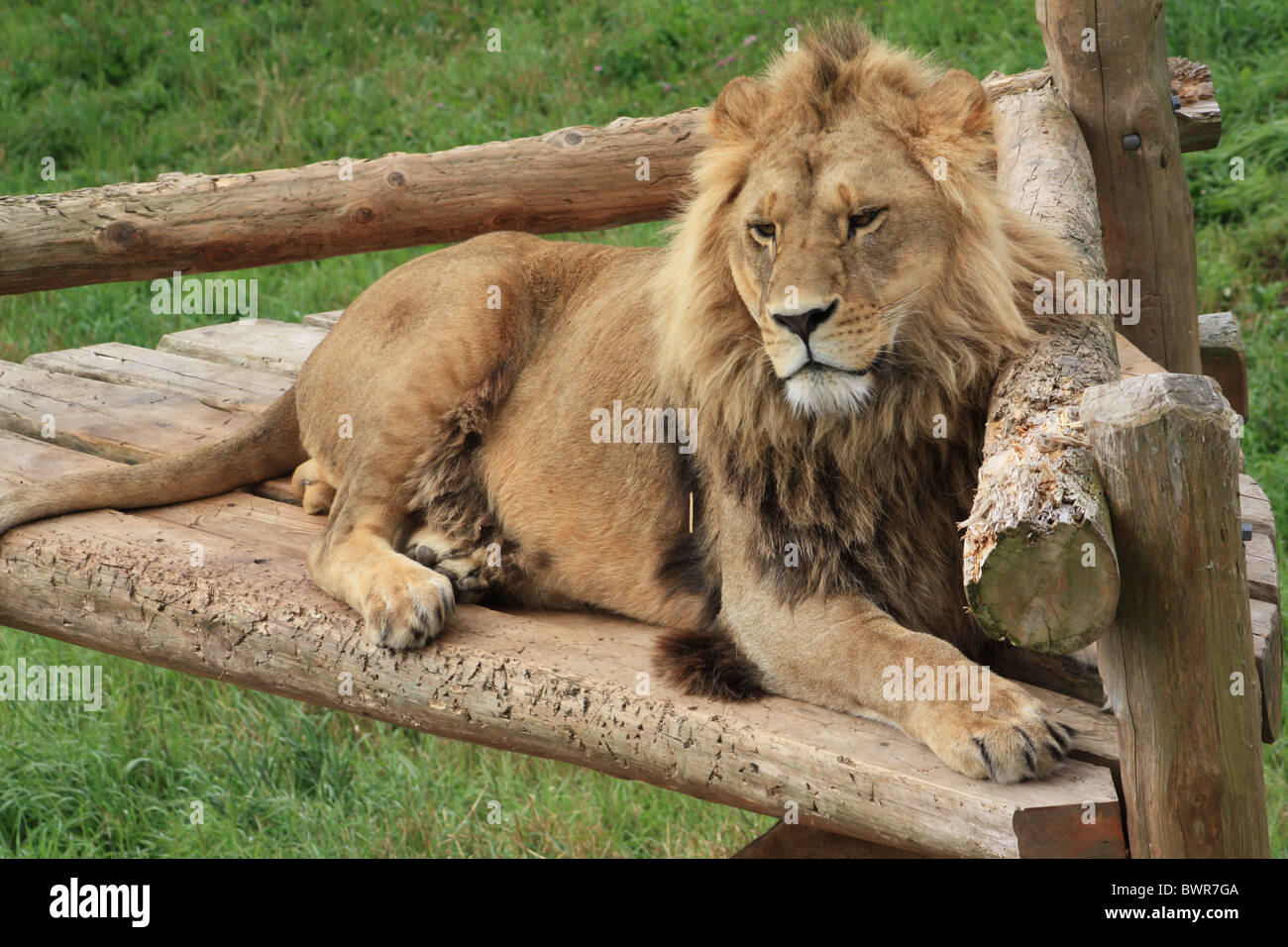 Handsome lions hi-res stock photography and images - Alamy