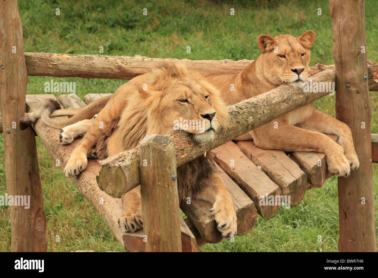 Lions predator hi-res stock photography and images - Alamy