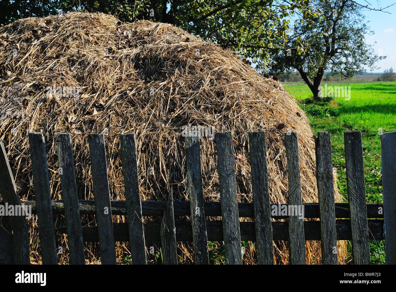 Orchard grass hay hi-res stock photography and images - Alamy