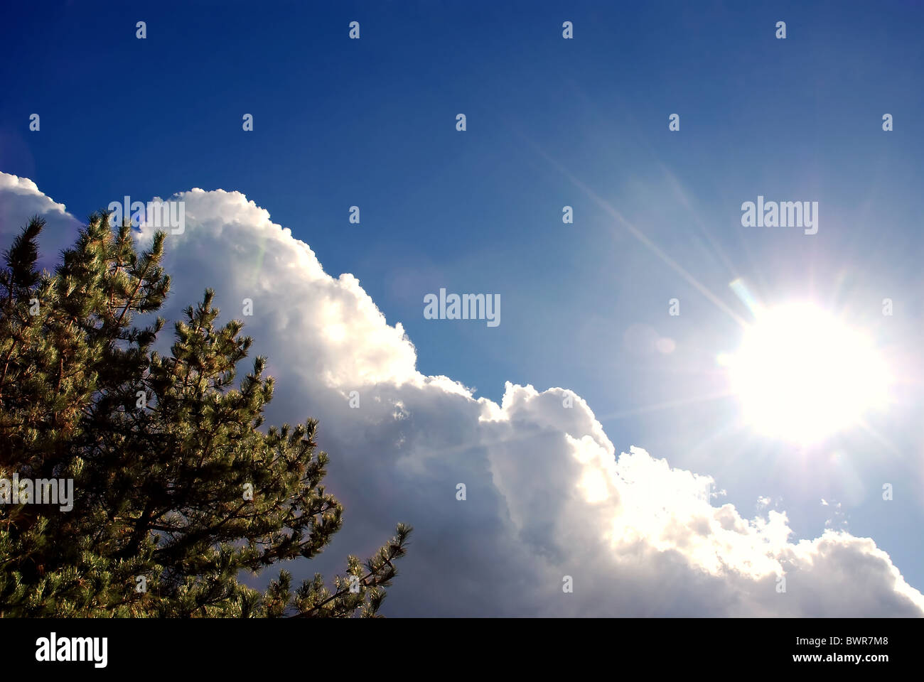 Sun into tree hi-res stock photography and images - Alamy