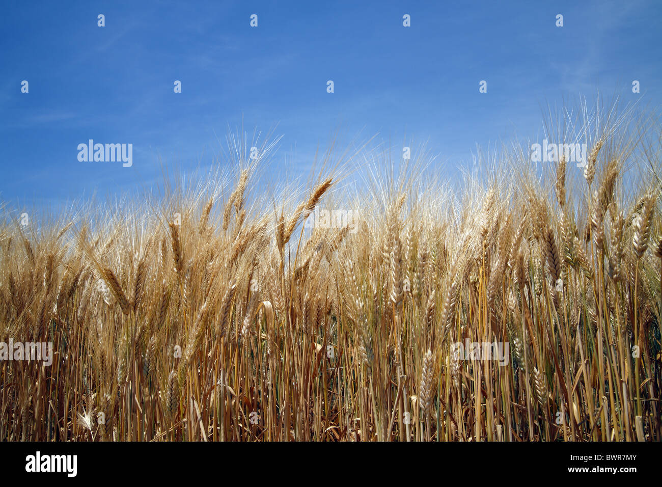 Cereals, durum wheat Stock Photo - Alamy