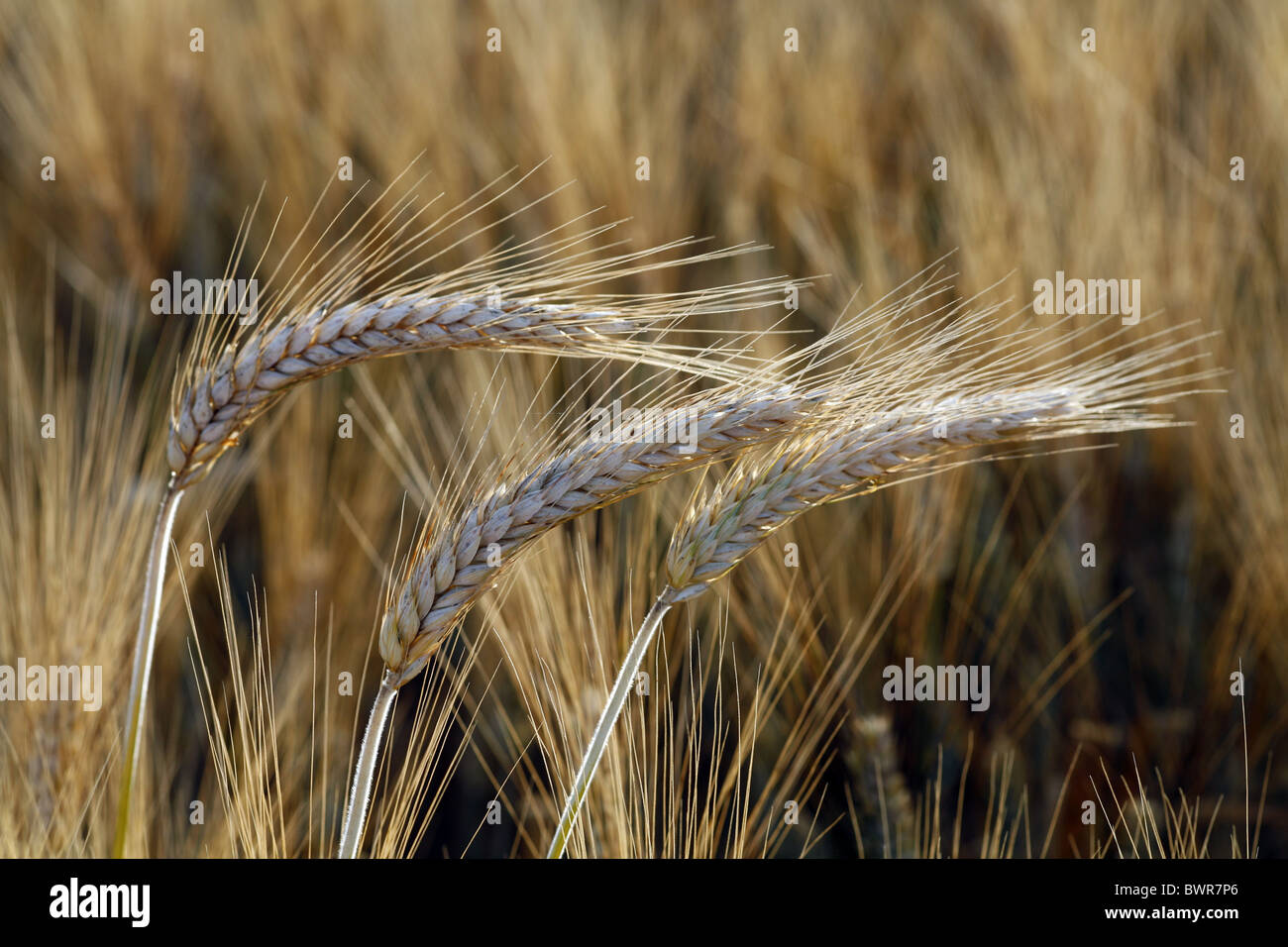 Cereals, durum wheat Stock Photo - Alamy
