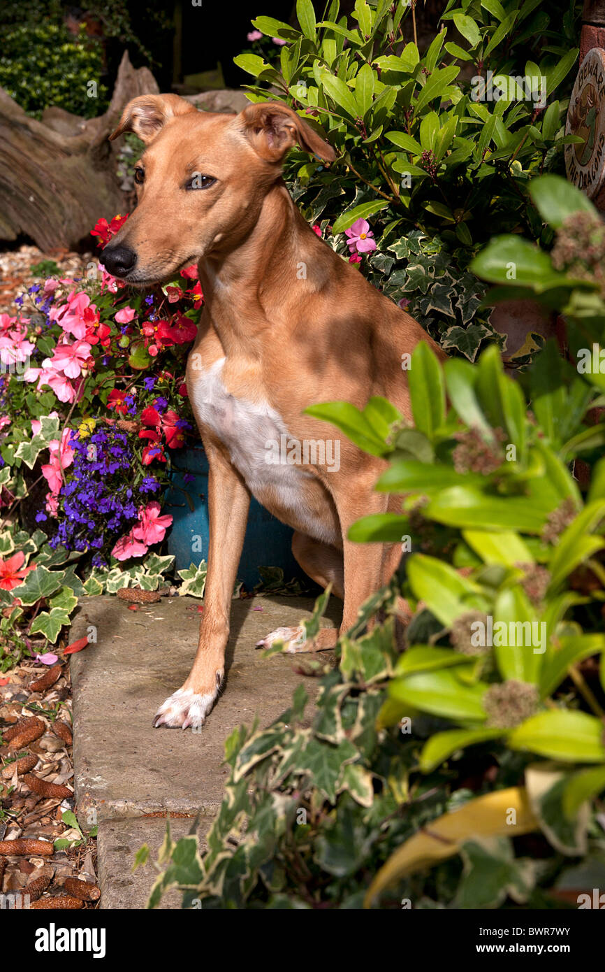 lurcher cross dog sitting outside front door Stock Photo - Alamy
