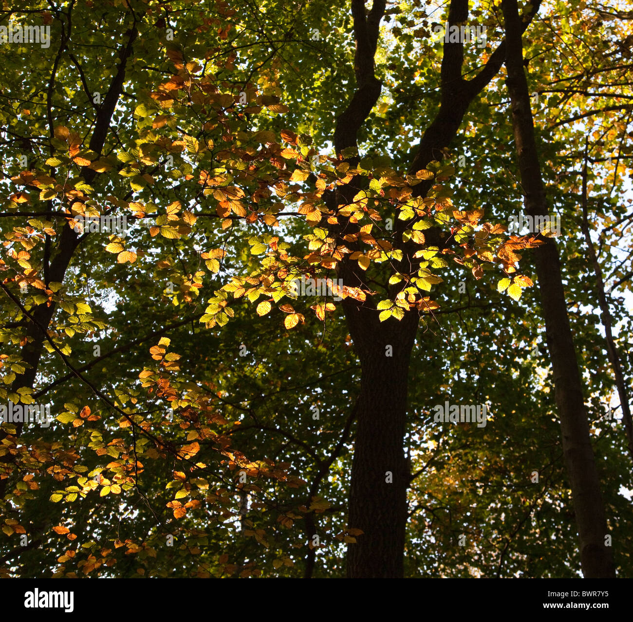 Beech leaves Forest of Dean England UK Stock Photo - Alamy