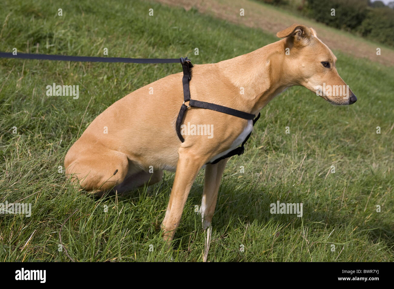 lurcher cross dog wearing harness and lead Stock Photo - Alamy