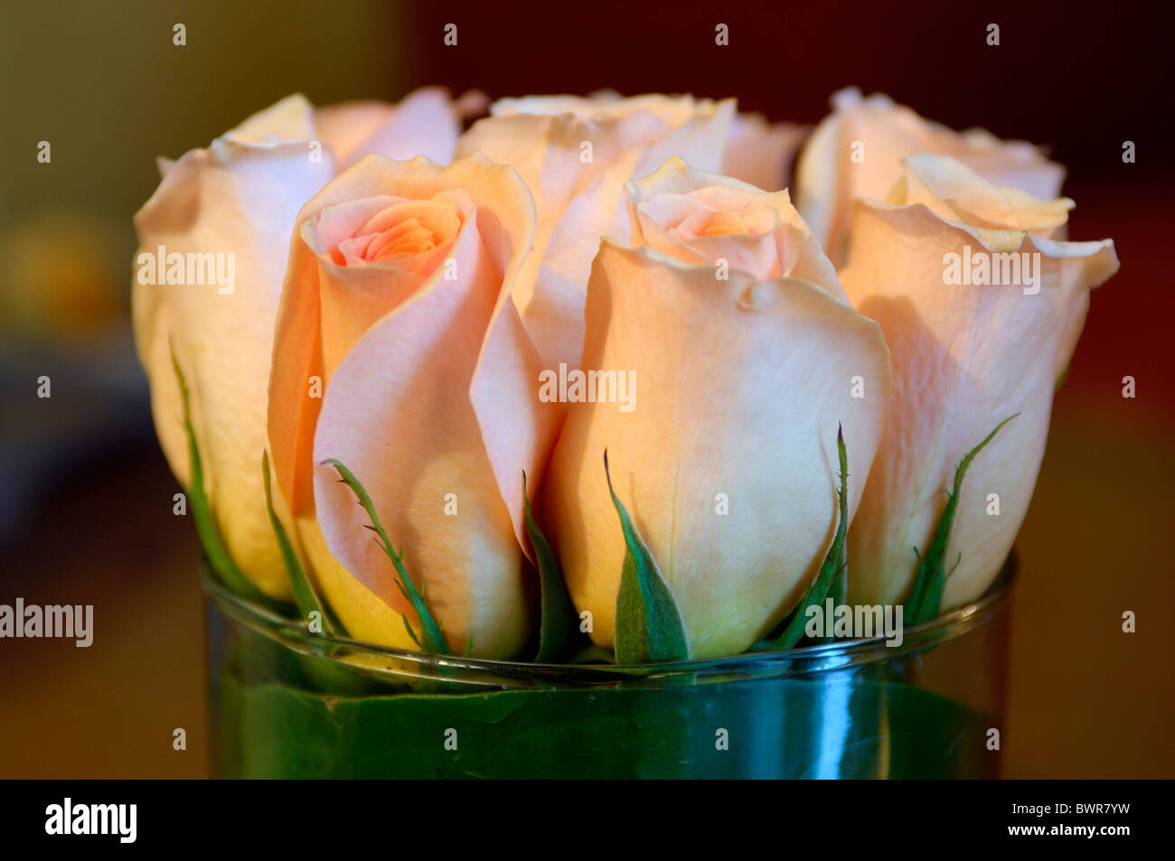 Qatar Roses Ritz-Carlton Hotel Doha Doha Arabian Peninsula eastern ...