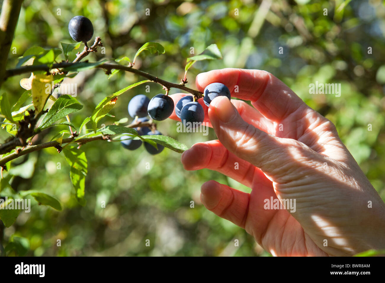 Picking sloes to make sloe gin Wales UK Stock Photo - Alamy