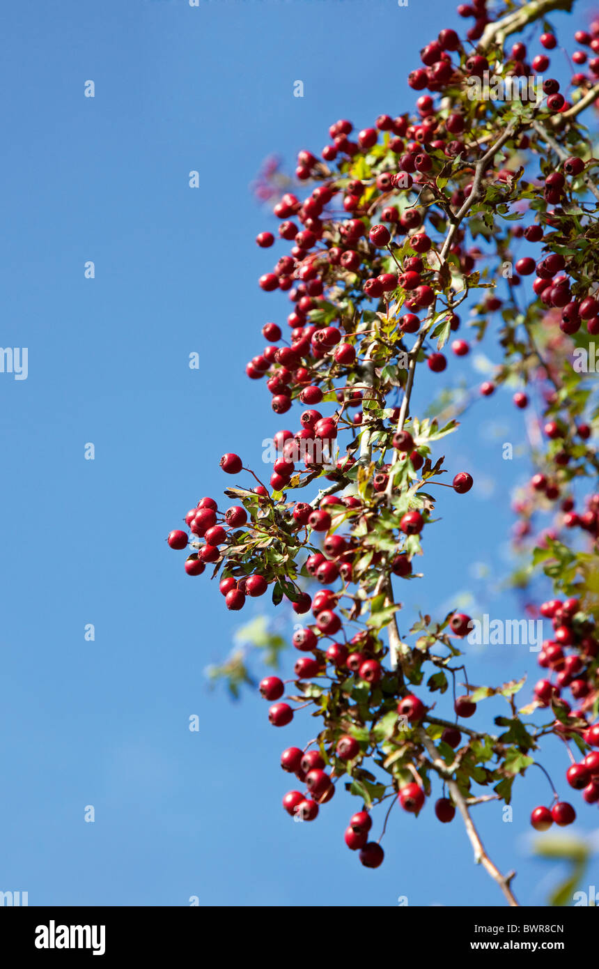 Red hawthorn berries against blue sky Wales UK Stock Photo - Alamy