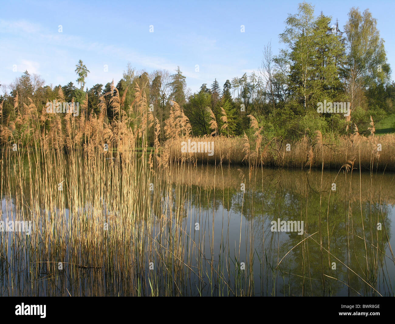 Rumen hi-res stock photography and images - Alamy