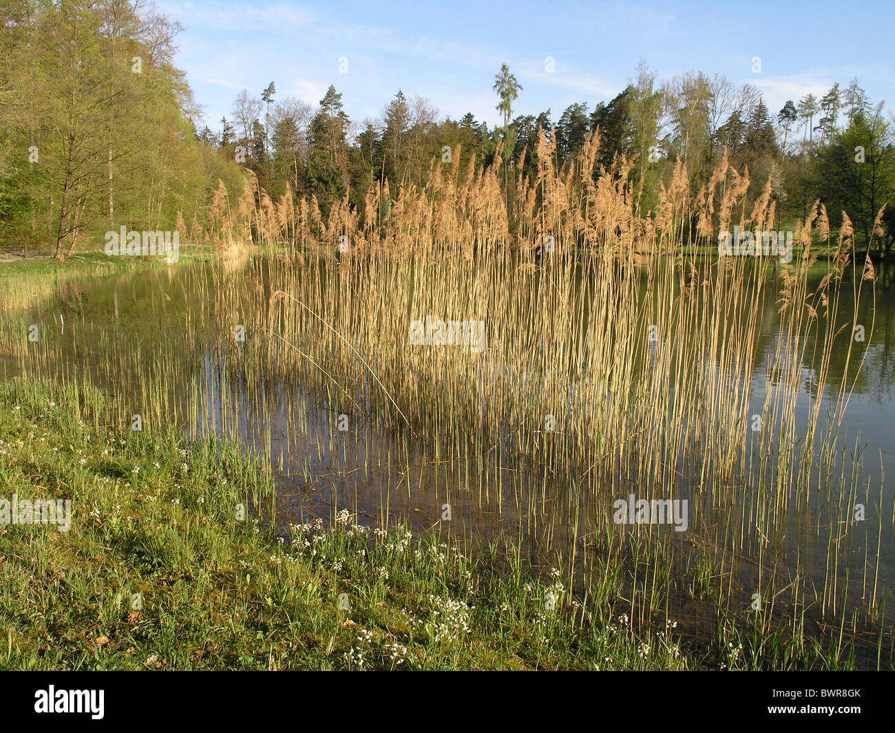 Rumen hi-res stock photography and images - Alamy