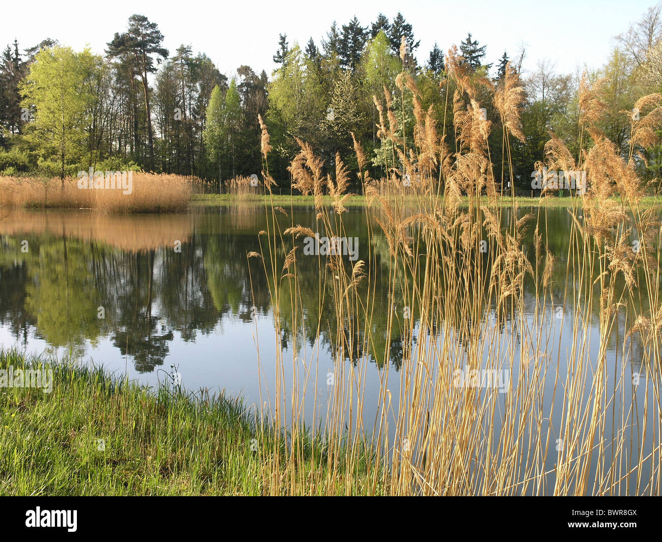Rumen hi-res stock photography and images - Alamy