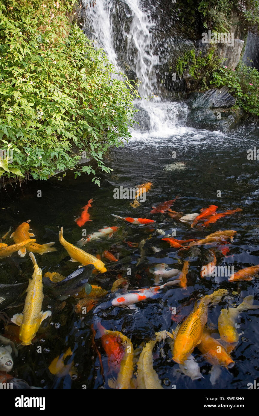Taiwan Taipei City Longshan Temple Asia traditional Chinese Taiwanese ...