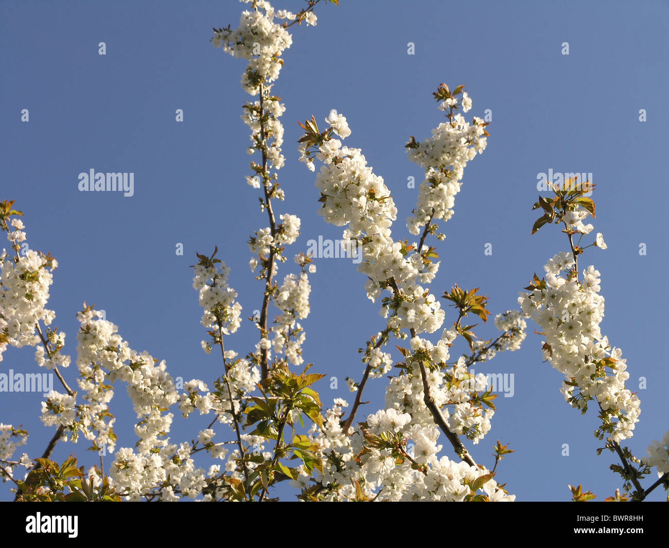 Fruit tree blooming detail close-up blossom blossoms blue sky white ...
