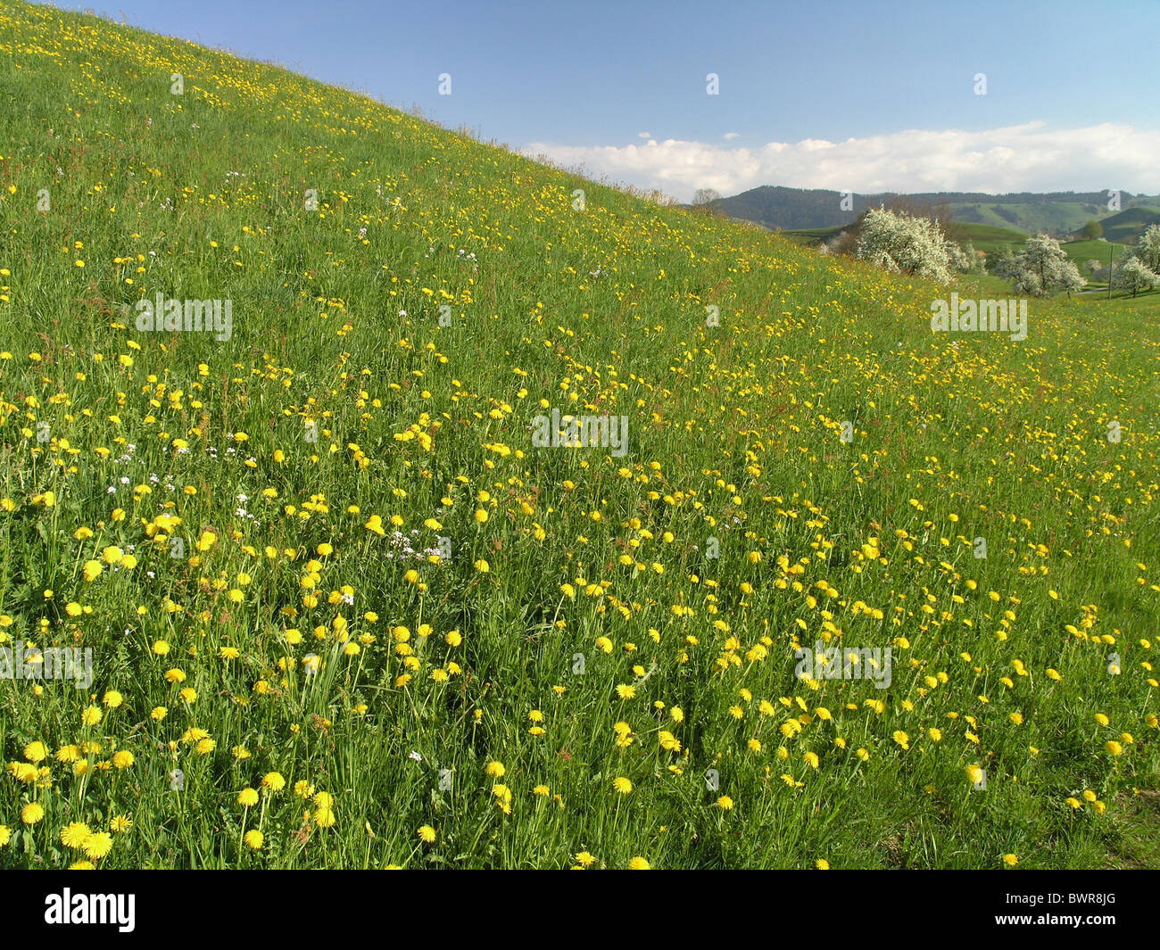 Switzerland Europe near Menzingen canton Zug landscape spring ...