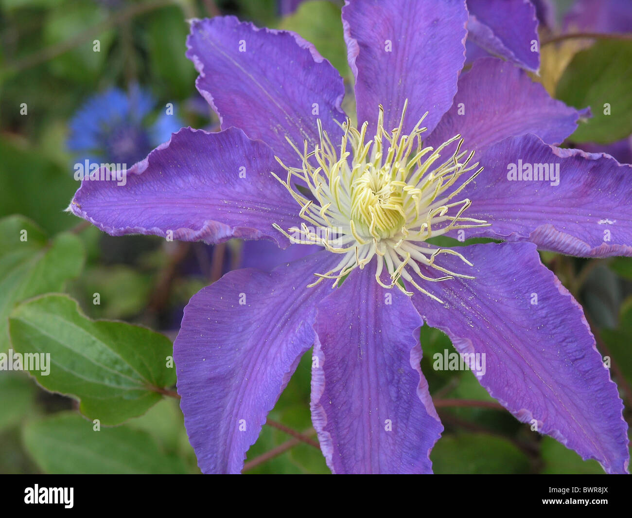 Clematis climbing hi-res stock photography and images - Alamy