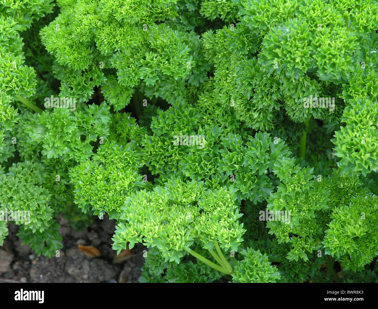 Parsley green cooking herb herbs eating food plant Stock Photo - Alamy