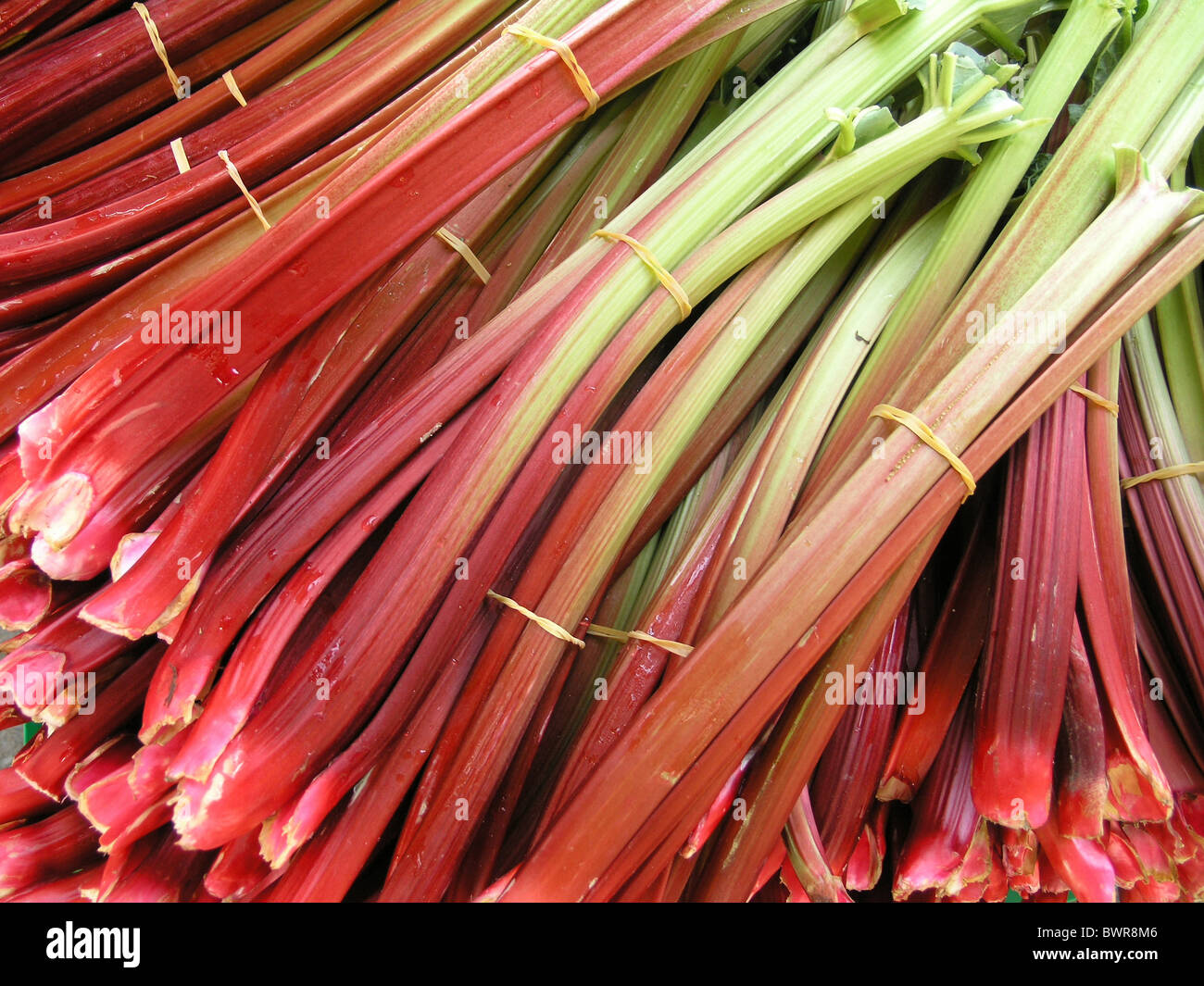 Rhubarb vegetable vegetables organic food fresh bunches Stock Photo - Alamy