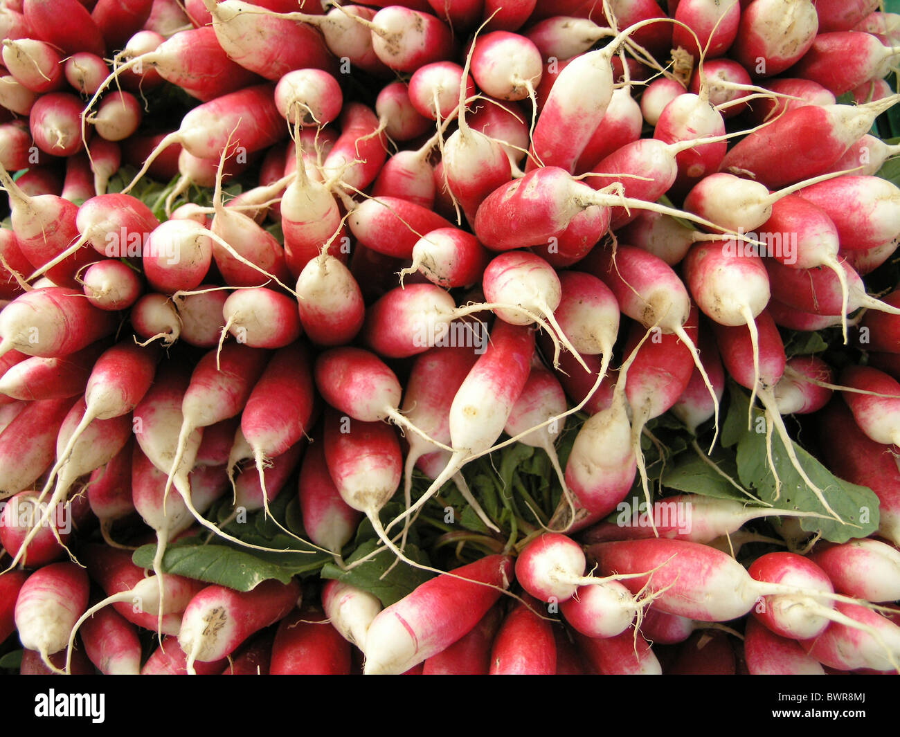 Radish vegetable vegetables organic food fresh Stock Photo - Alamy